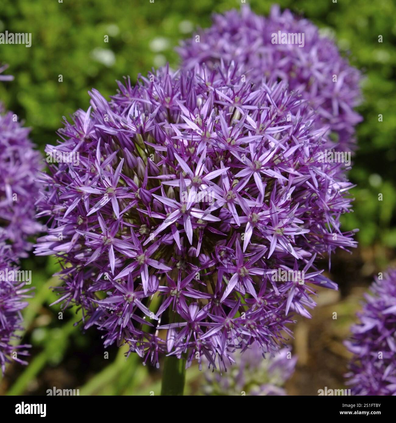 Purple-flowering ornamental leek, the large spherical flower is made up ...