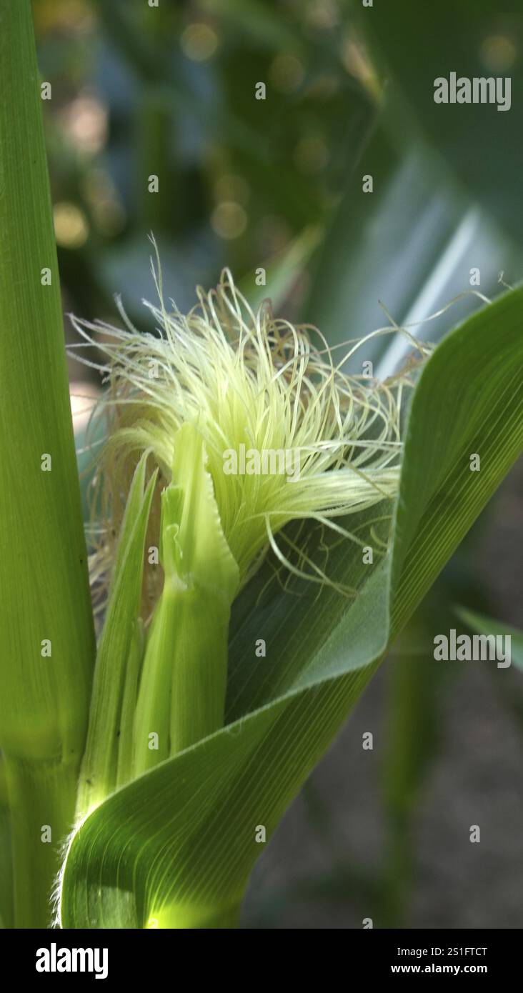 Maize flower hi-res stock photography and images - Alamy