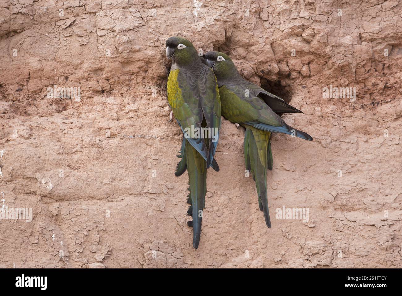 Rock Parakeet, Cyanoliseus patagonus, pair, Argentina, South America ...