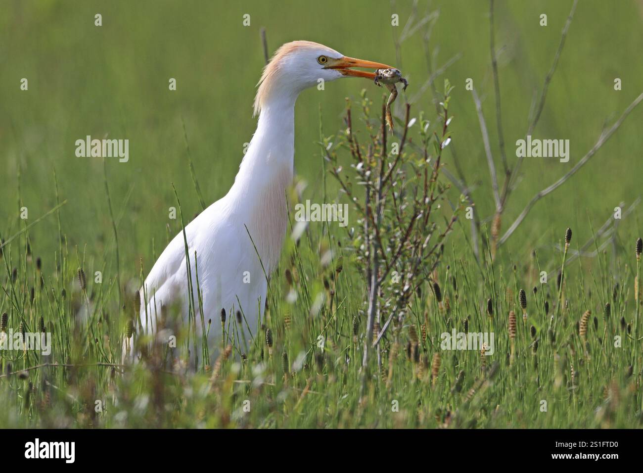 Cattle egret, Bubulcus ibis, frog in beak Stock Photo - Alamy
