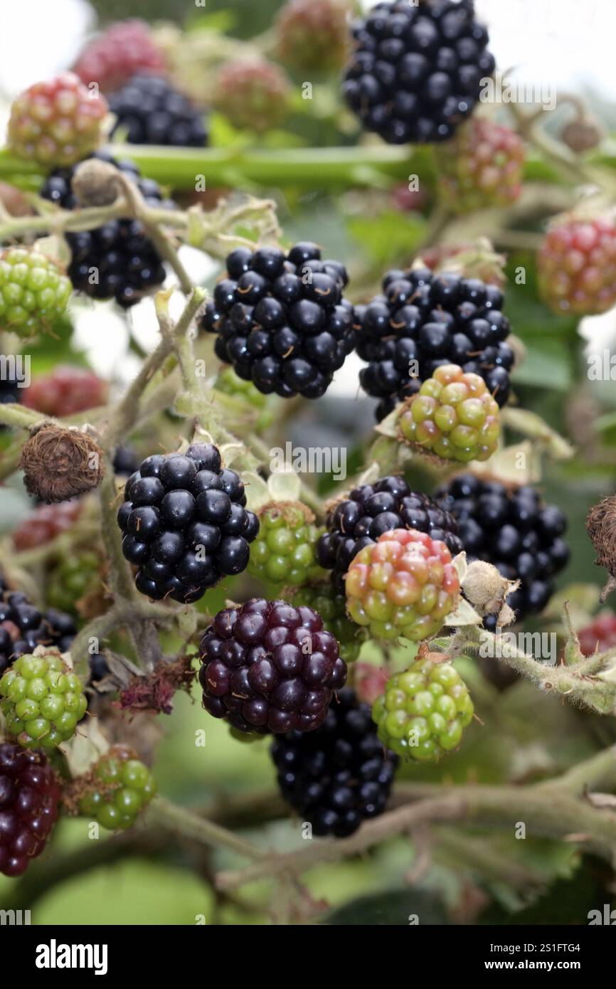 Many blackberries at different stages of ripeness. Close-up, portrait ...