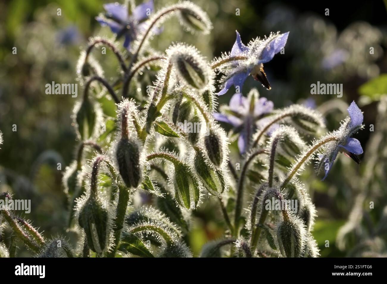 Borage plants with blue flowers and hairy stems backlit by the sun ...