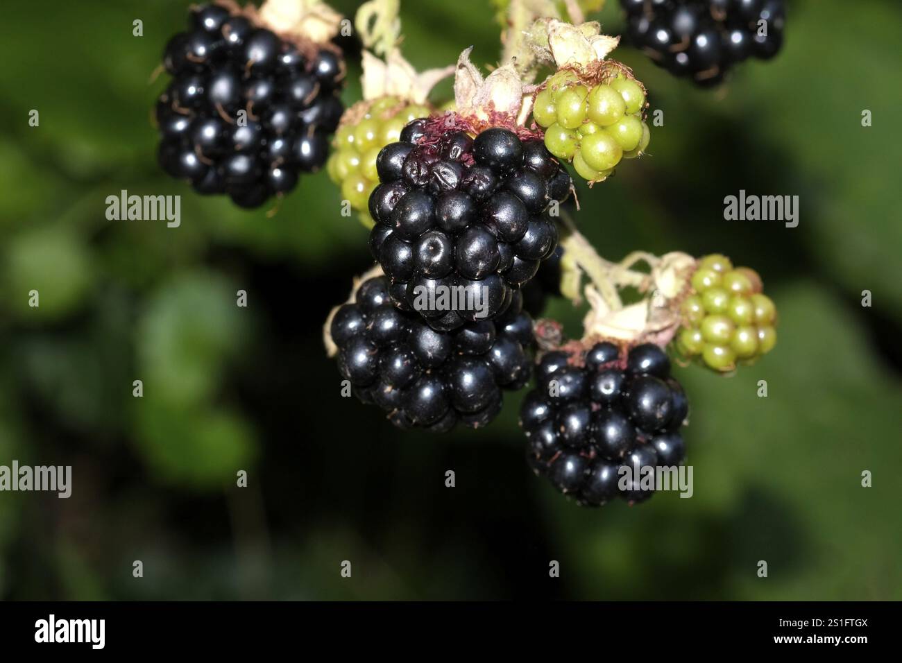 Blackberries in various stages of ripeness. Landscape format ...