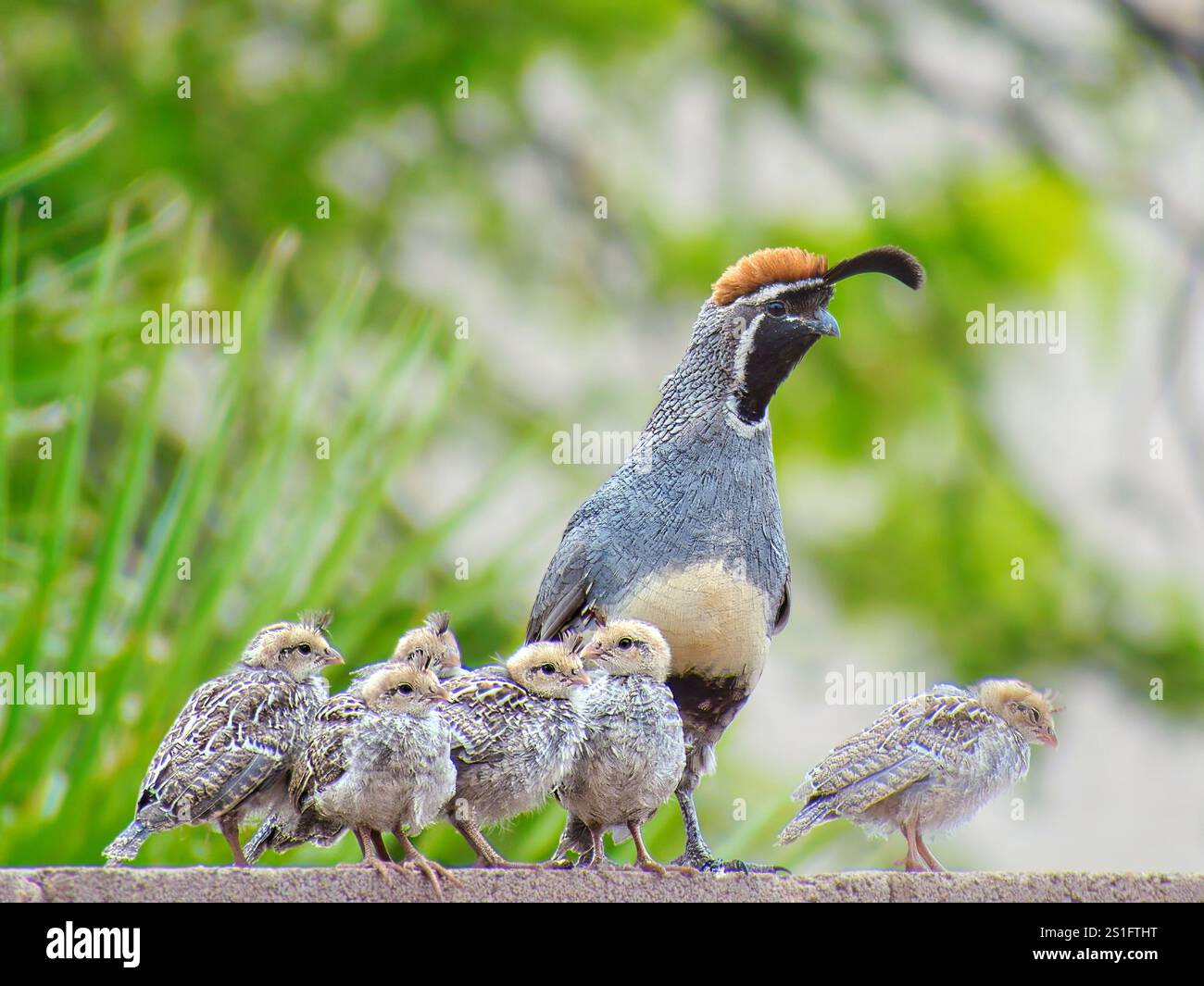 Gambells quail hi-res stock photography and images - Alamy
