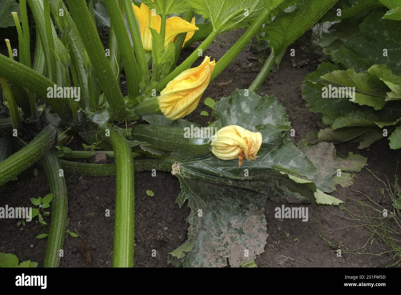 Courgette plant with different flower blossoms and fruit development in ...