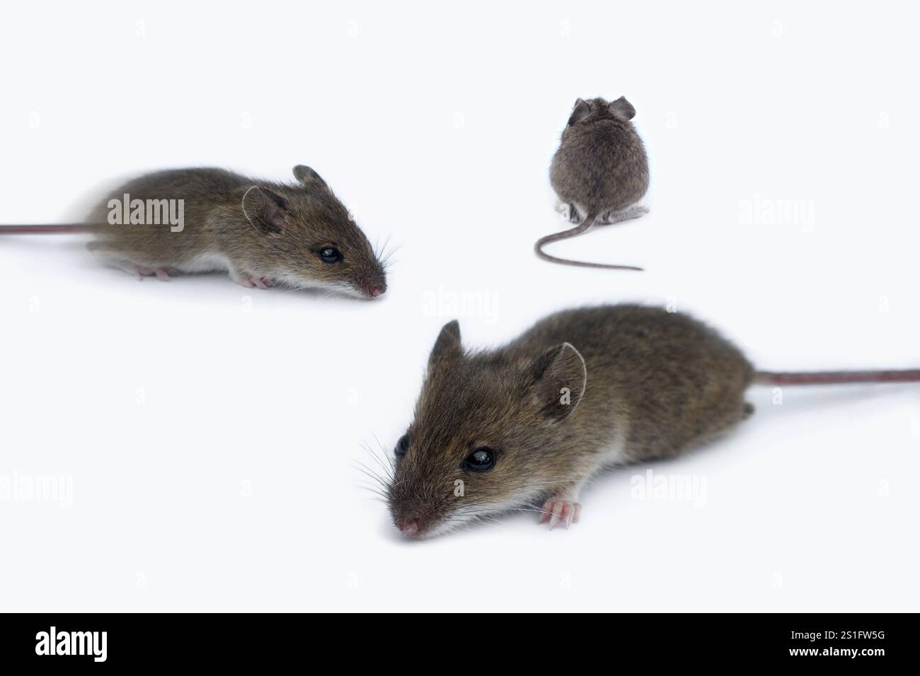 Three house mice in different positions scurry through the picture ...