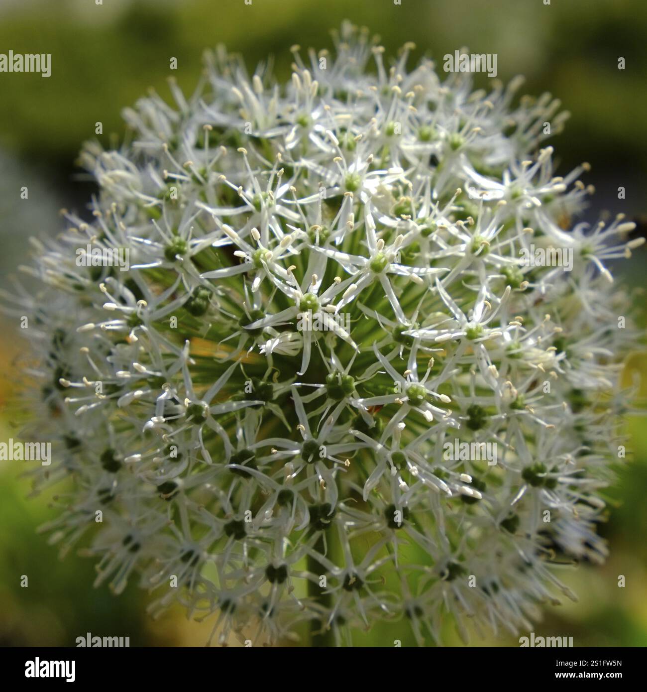 White-flowering ornamental leek, the large spherical flower is composed ...