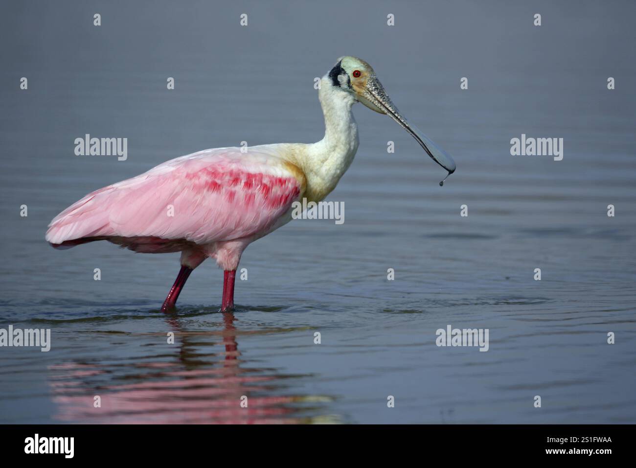 Roseate spoonbill, Platalea ajaja, Chile, South America Stock Photo - Alamy