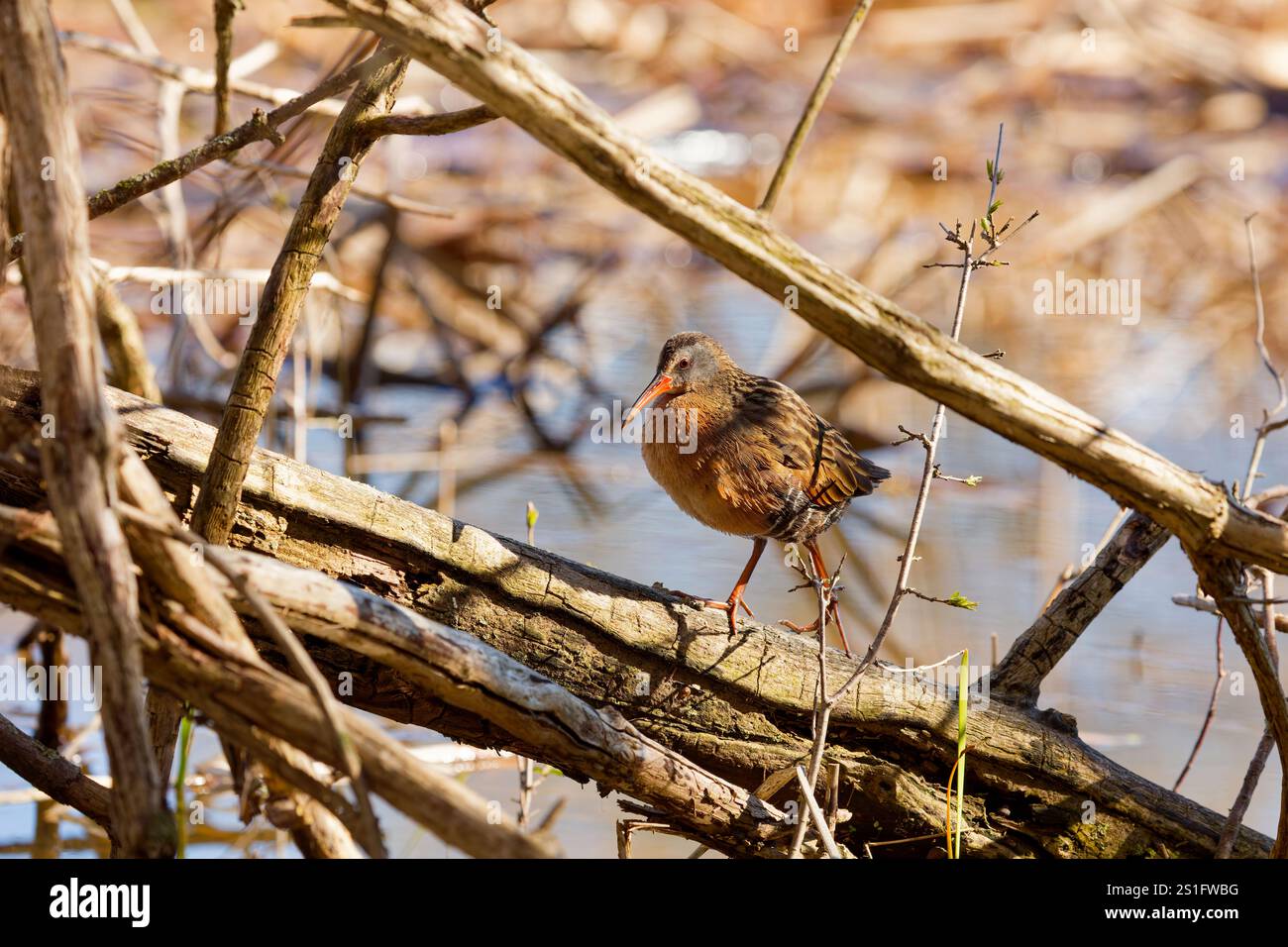The Virginia rail (Rallus limicola) , small waterbird. Is a marsh bird ...