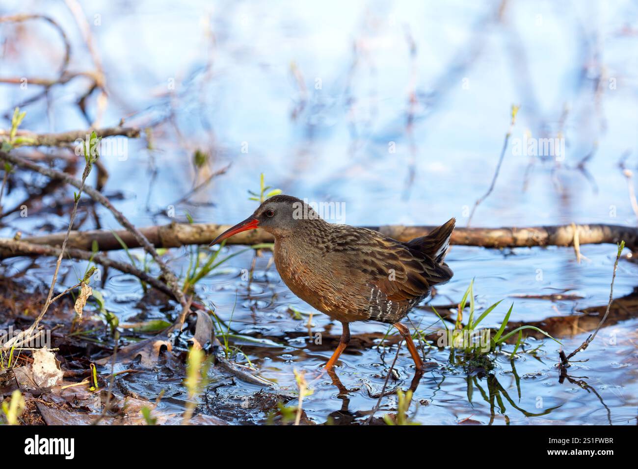The Virginia rail (Rallus limicola) , small waterbird. Is a marsh bird ...