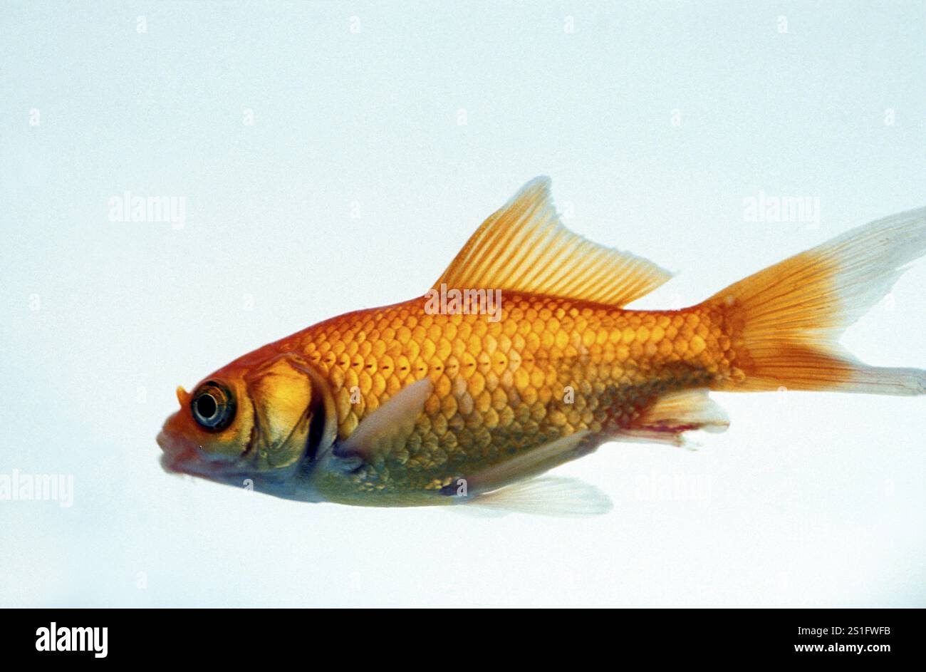 Goldfish, side-view, light background Stock Photo - Alamy