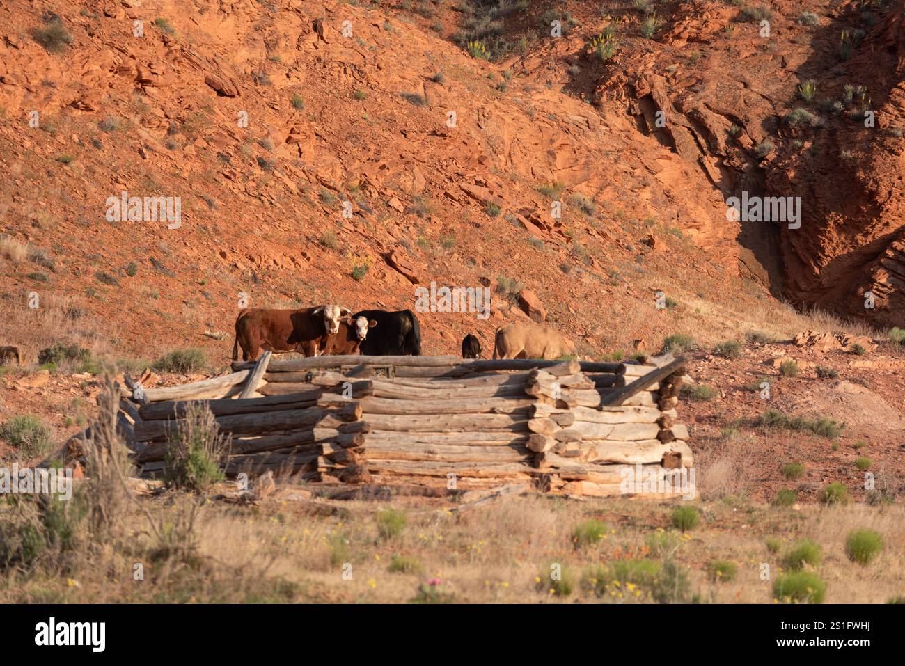 Cows and ruins of a hogan, Navajo Nation, Utah Stock Photo - Alamy