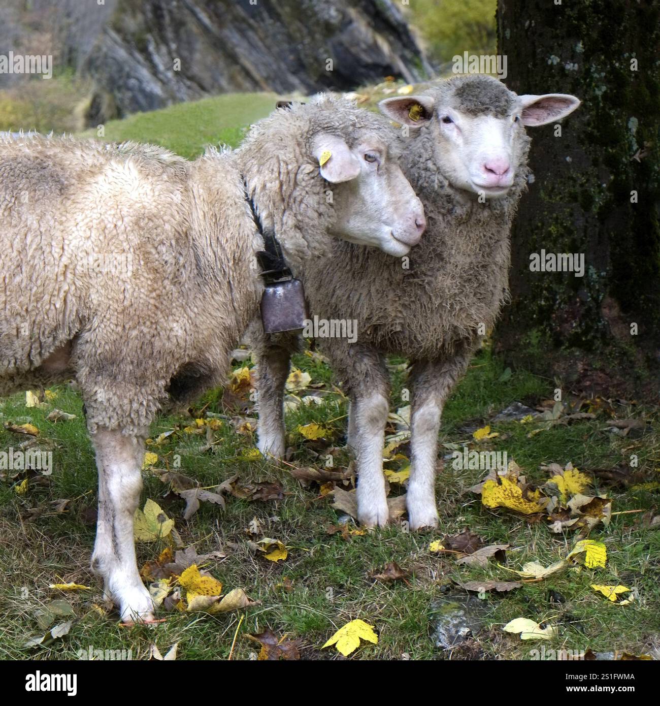 Two sheep with pink noses and woolly fur stand close together and ...