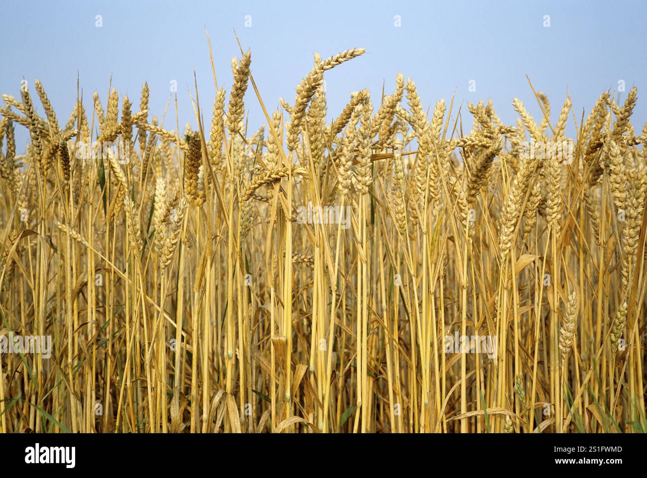 Wheat field with ripe ears. Close-up. Wheatfield with golden ears ...