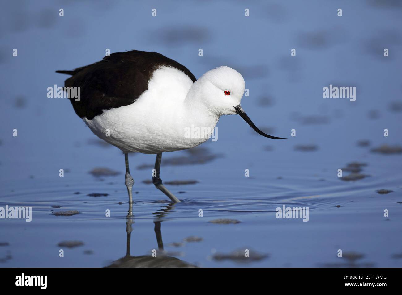 Andean Avocet, Recurvirostra andina Stock Photo - Alamy