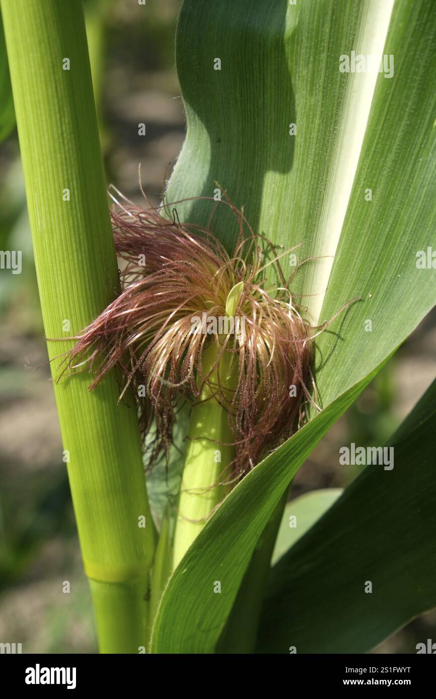 Maize flower hi-res stock photography and images - Alamy
