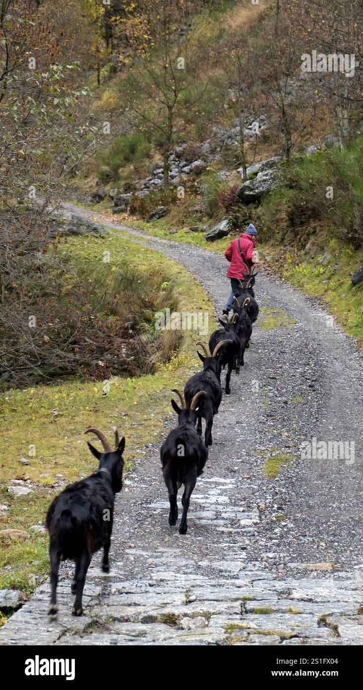 A herd of black goats with long curved horns trot obediently, one ...