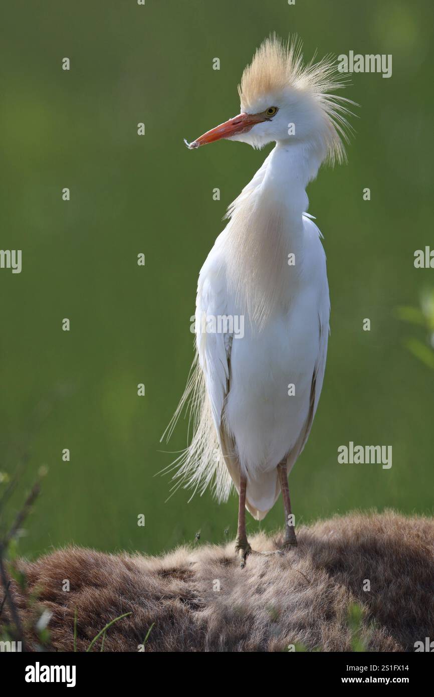Cattle egret, Bubulcus ibis, sitting on horseback Stock Photo - Alamy