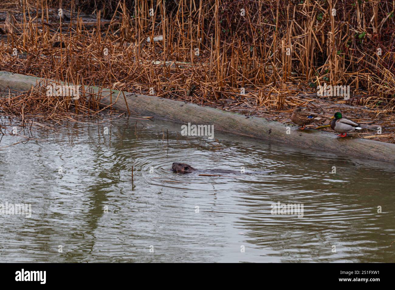 Beaver swimming past ducks along the Steveston Waterfront British ...