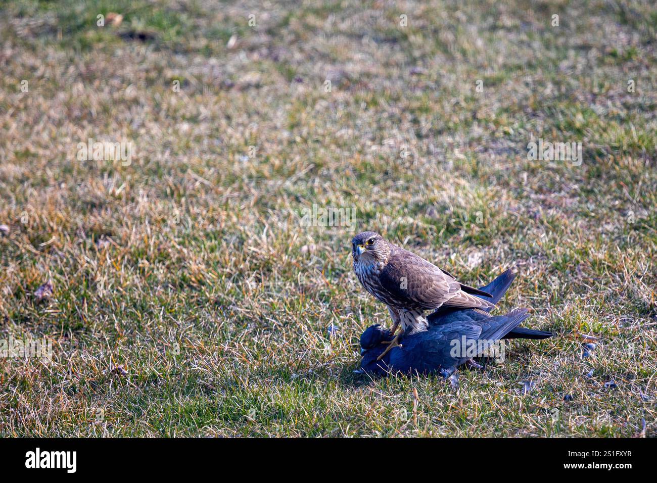 Peregrine falcon with a fresh kill Stock Photo - Alamy
