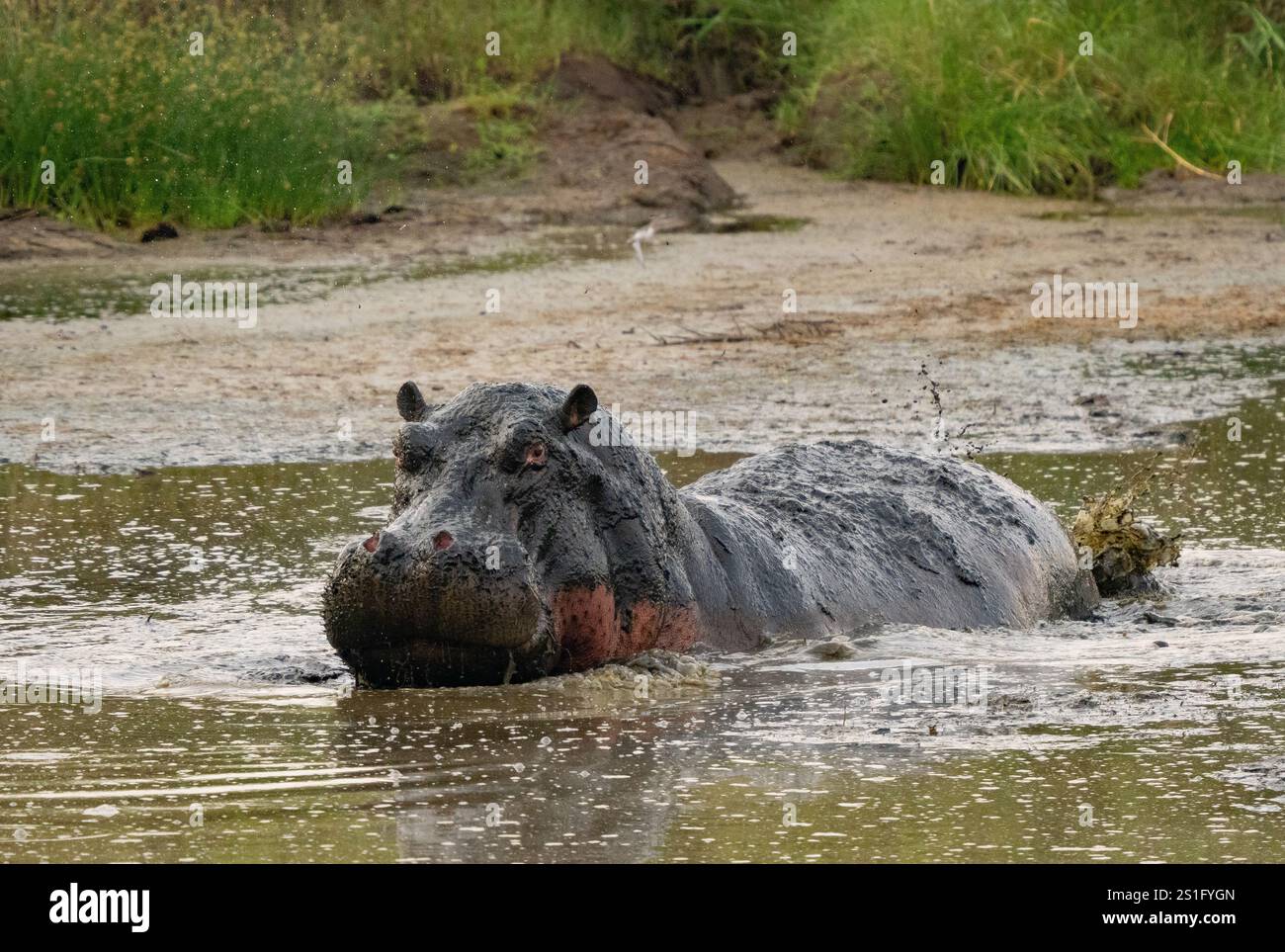 Large male Hippopotamus (Hippopotamus amphibius) in a river with face ...