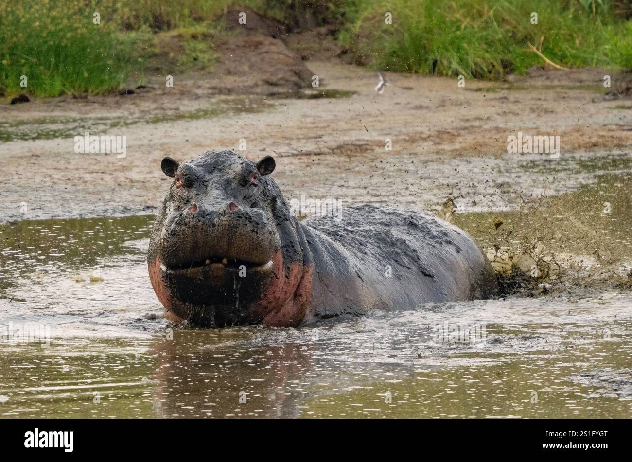 Large male Hippopotamus (Hippopotamus amphibius) in a river with face ...