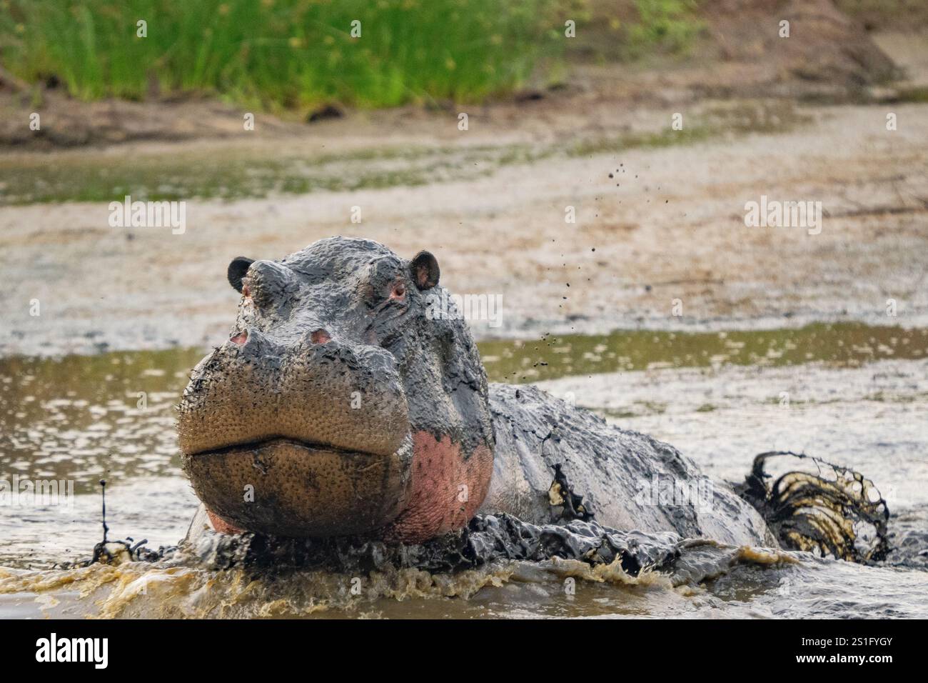 Large male Hippopotamus (Hippopotamus amphibius) in a river with face ...