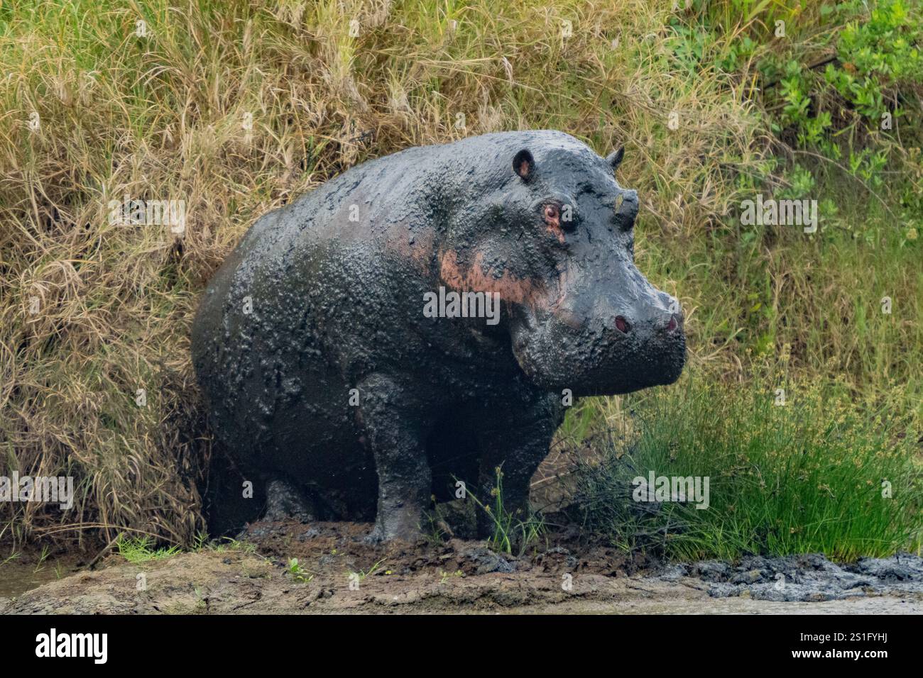 Hippopotamus (Hippopotamus amphibius), large hippo covered in mud ...