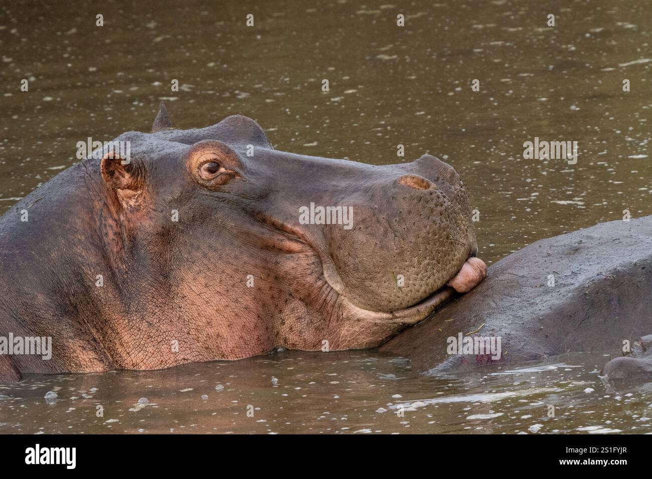 Hippopotamus (Hippopotamus amphibius) in a river licking minerals off ...