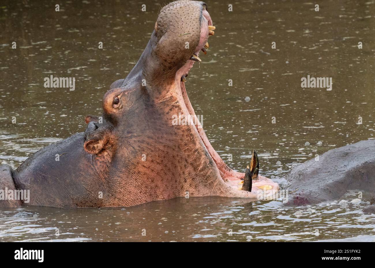 Hippopotamus (Hippopotamus amphibius) in river displaying wide mouth ...