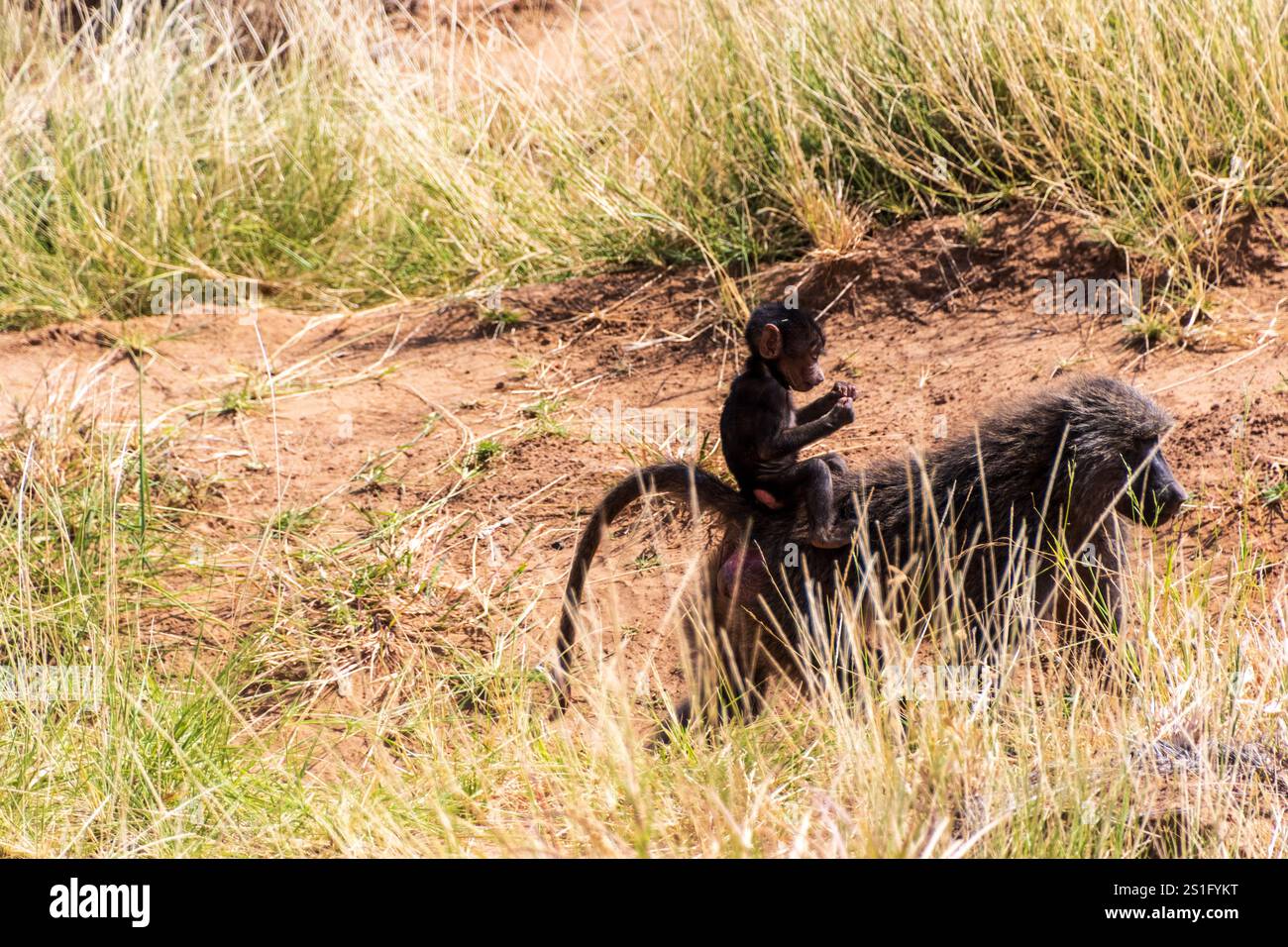 Close-up of an Olive Baboon -Papio Anubis- mother carrying her baby ...