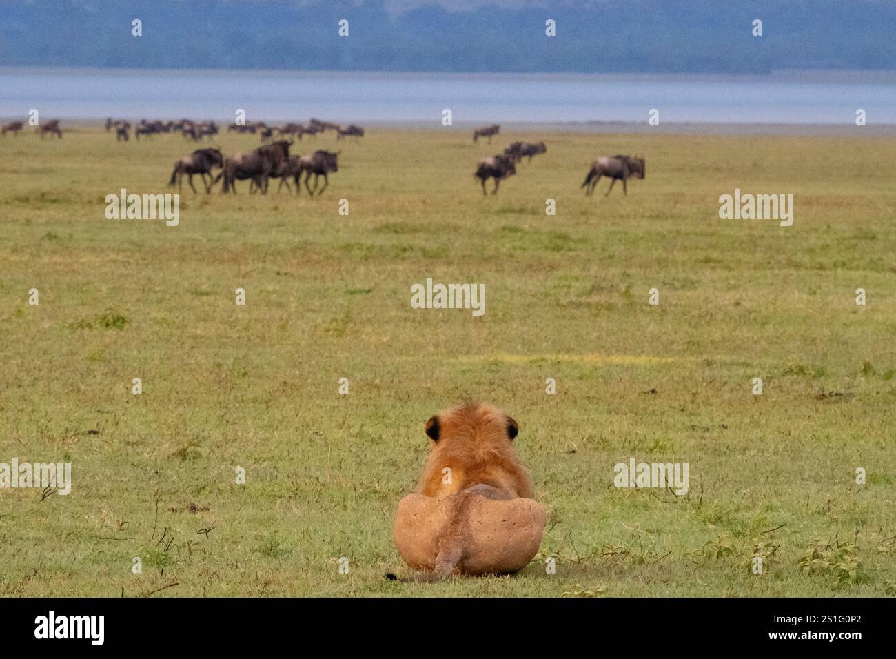Lion (Panthera leo) crouched down observing a gathering of Wildebeast ...