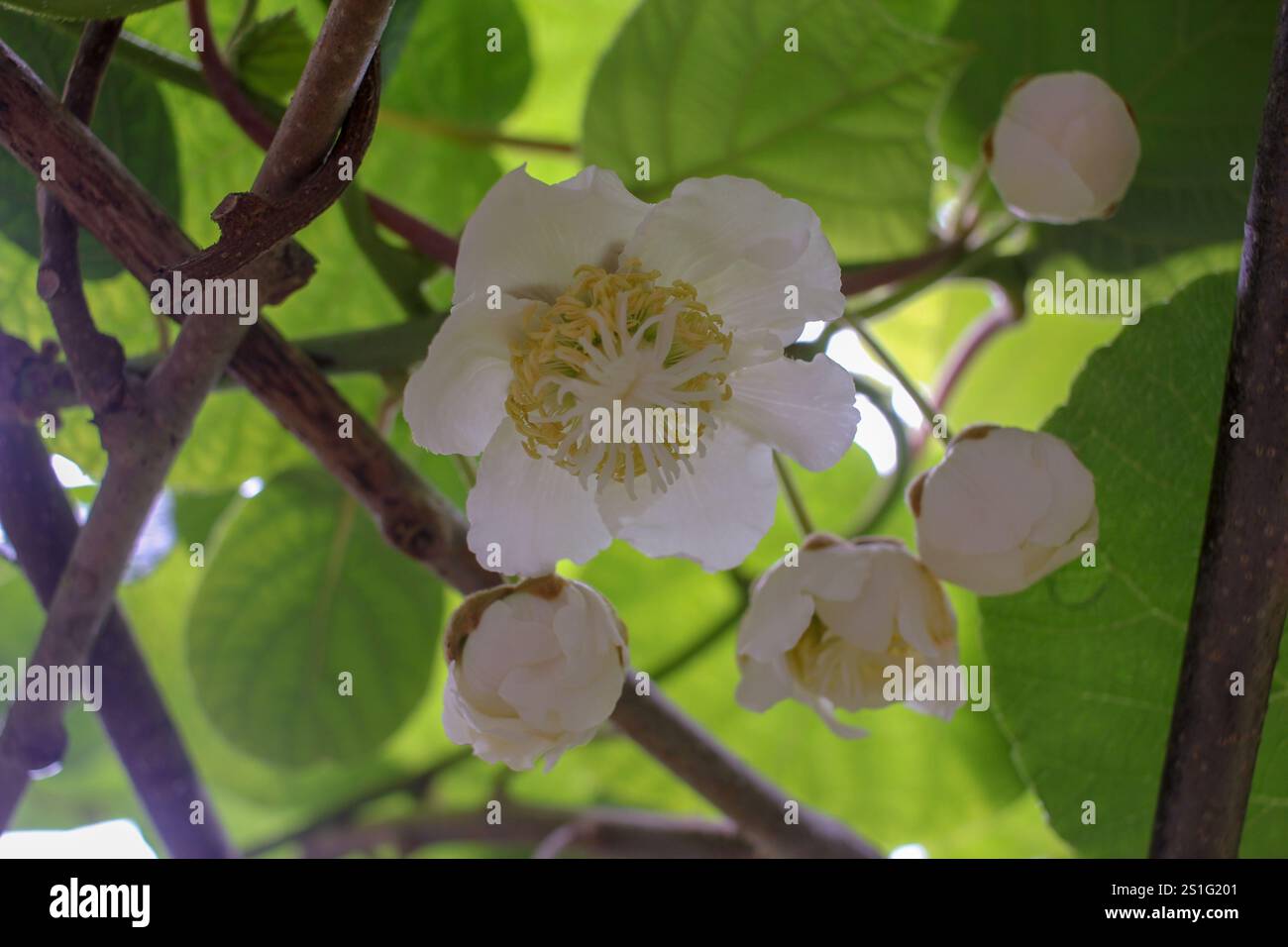kiwi flowers in my kiwi tree are starting to bloom Stock Photo - Alamy