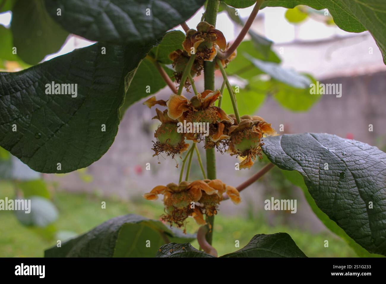 kiwi trees in my backyard with plenty of flowers Stock Photo - Alamy
