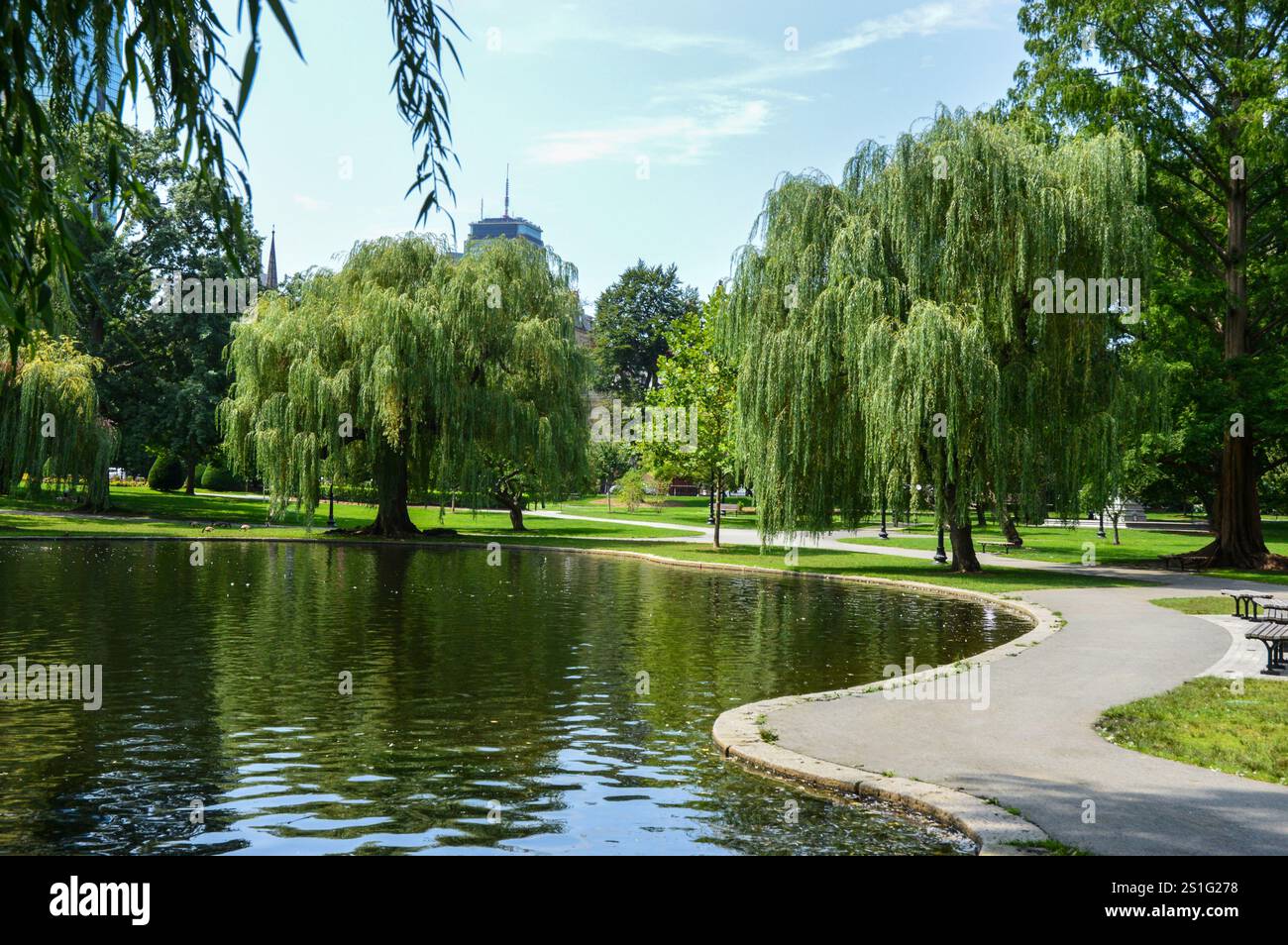 Old elm boston common hi-res stock photography and images - Alamy