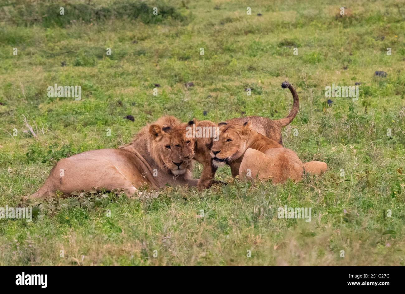 Lion (Panthera leo) family group sharing in intimate greeting Stock ...