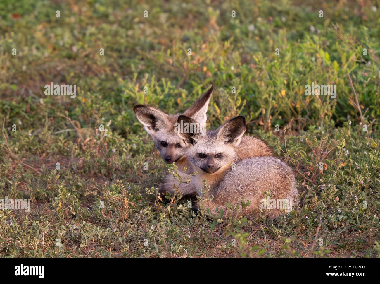 Pair of Bat-Eared Foxes (Otocyon megalotis) looking at camera Stock ...