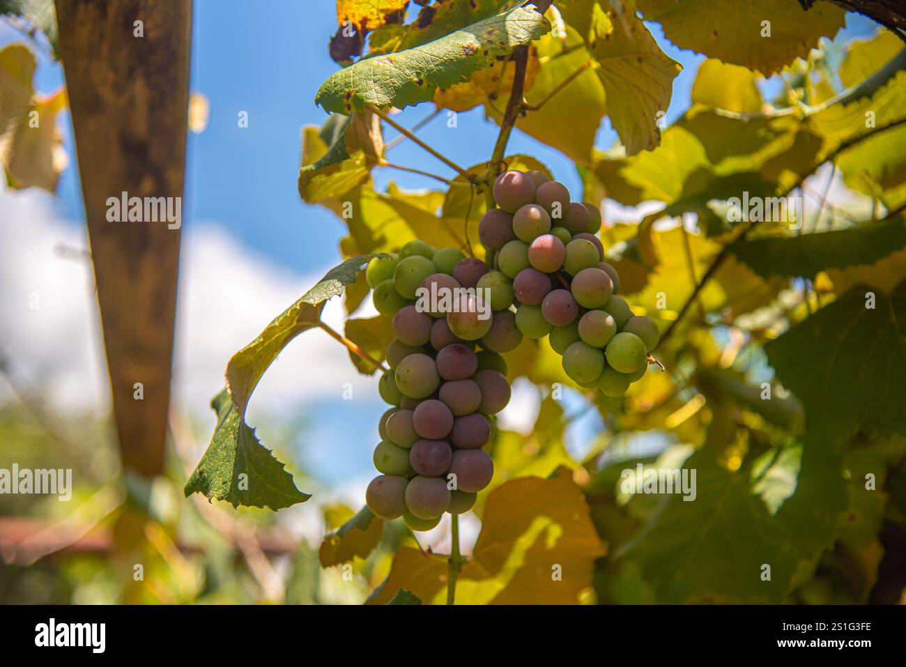 Vitis vinifera table fruits in a vineyard Stock Photo - Alamy