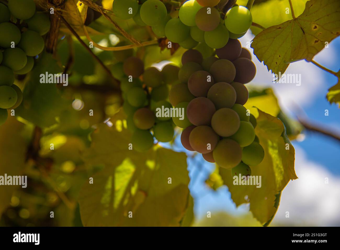 Vitis vinifera table fruits in a vineyard Stock Photo - Alamy