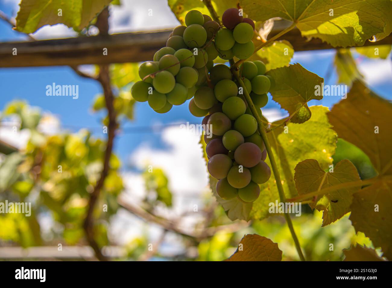 Vitis vinifera table fruits in a vineyard Stock Photo - Alamy