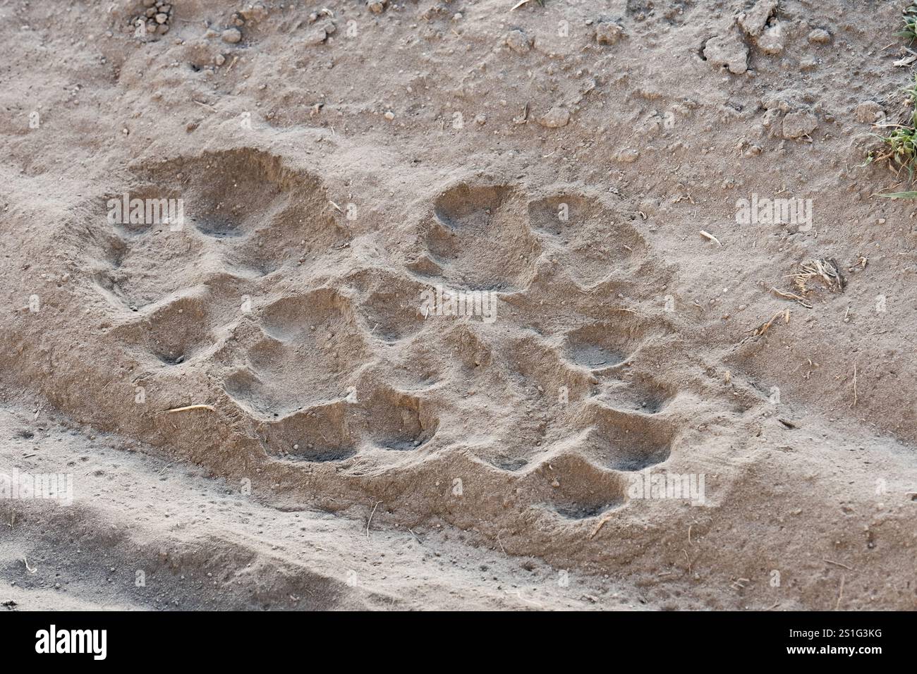 Lion (Panthera leo) prints in the sand Stock Photo - Alamy