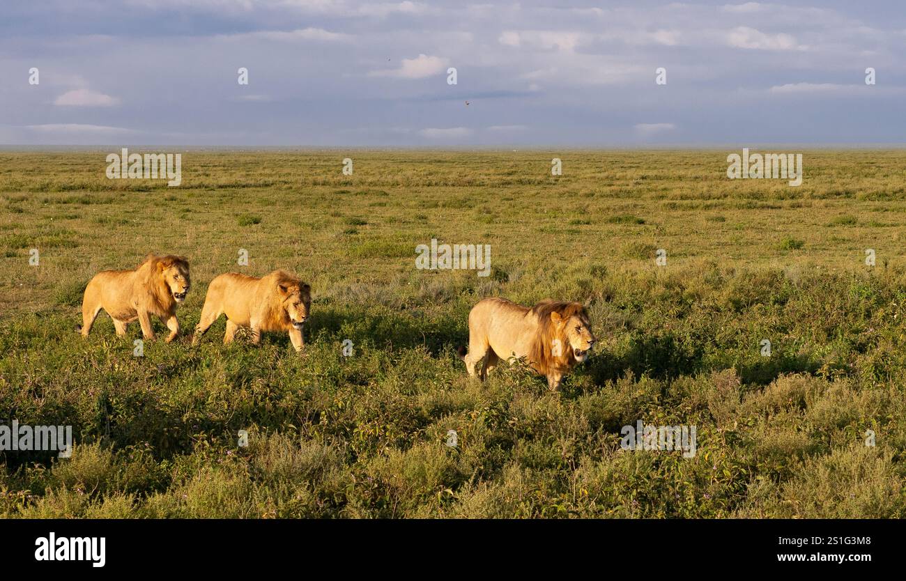 Three sibling african Lions (Panthera leo) move through the savanna ...