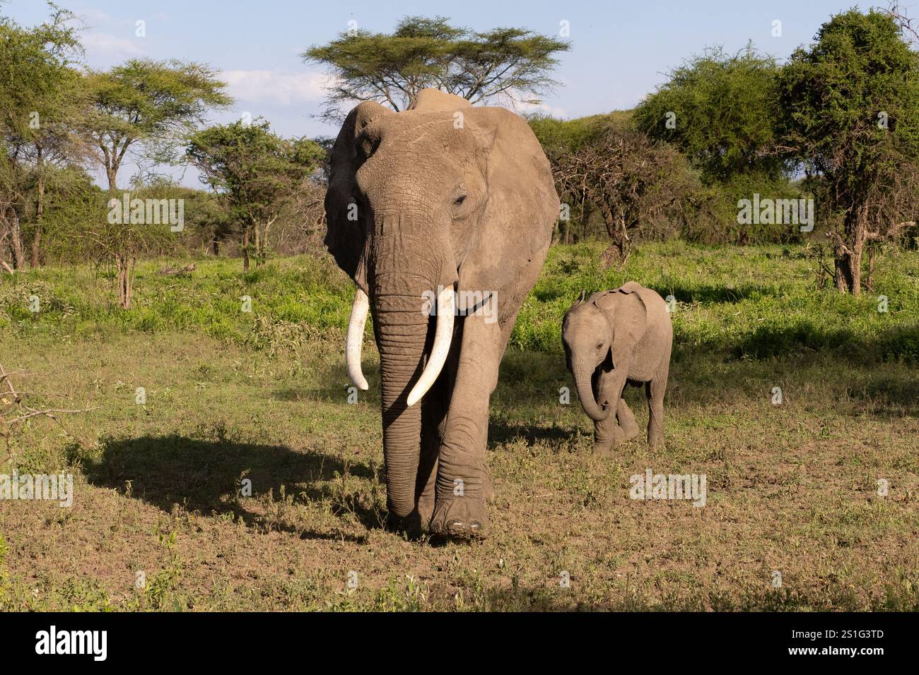 African Elephant (Loxodonta africana) cow with baby Stock Photo - Alamy