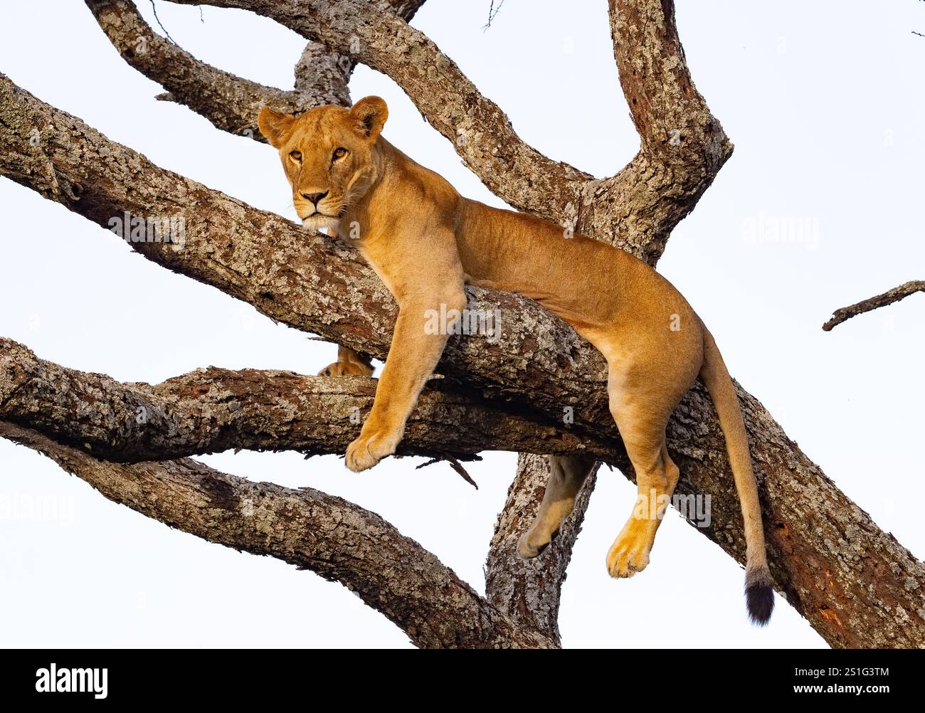 Female Lion (Panthera leo) resting on tree branch Stock Photo - Alamy