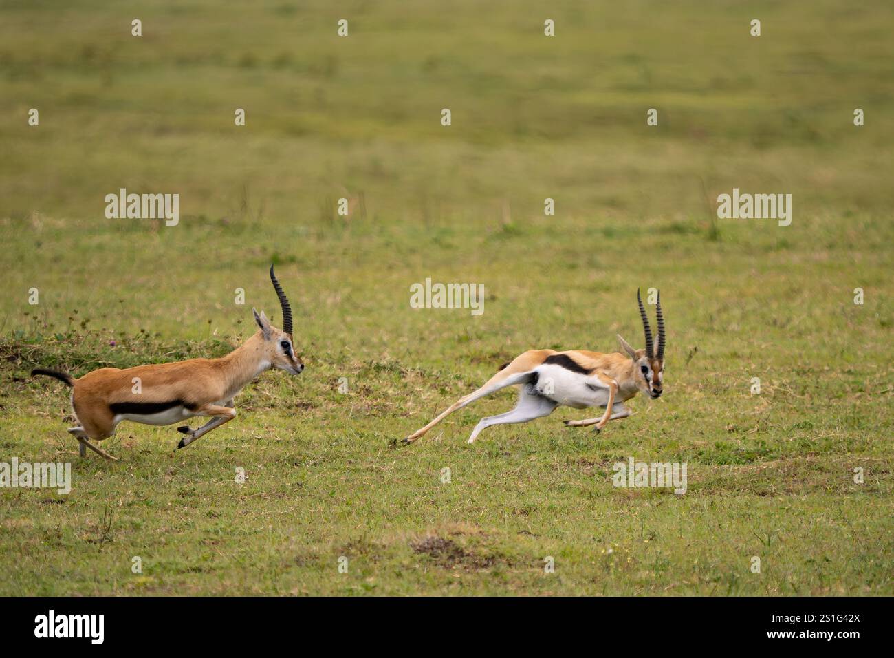 Thomson's Gazelle (Eudorcas thomsonii), one male fleeing another in a ...