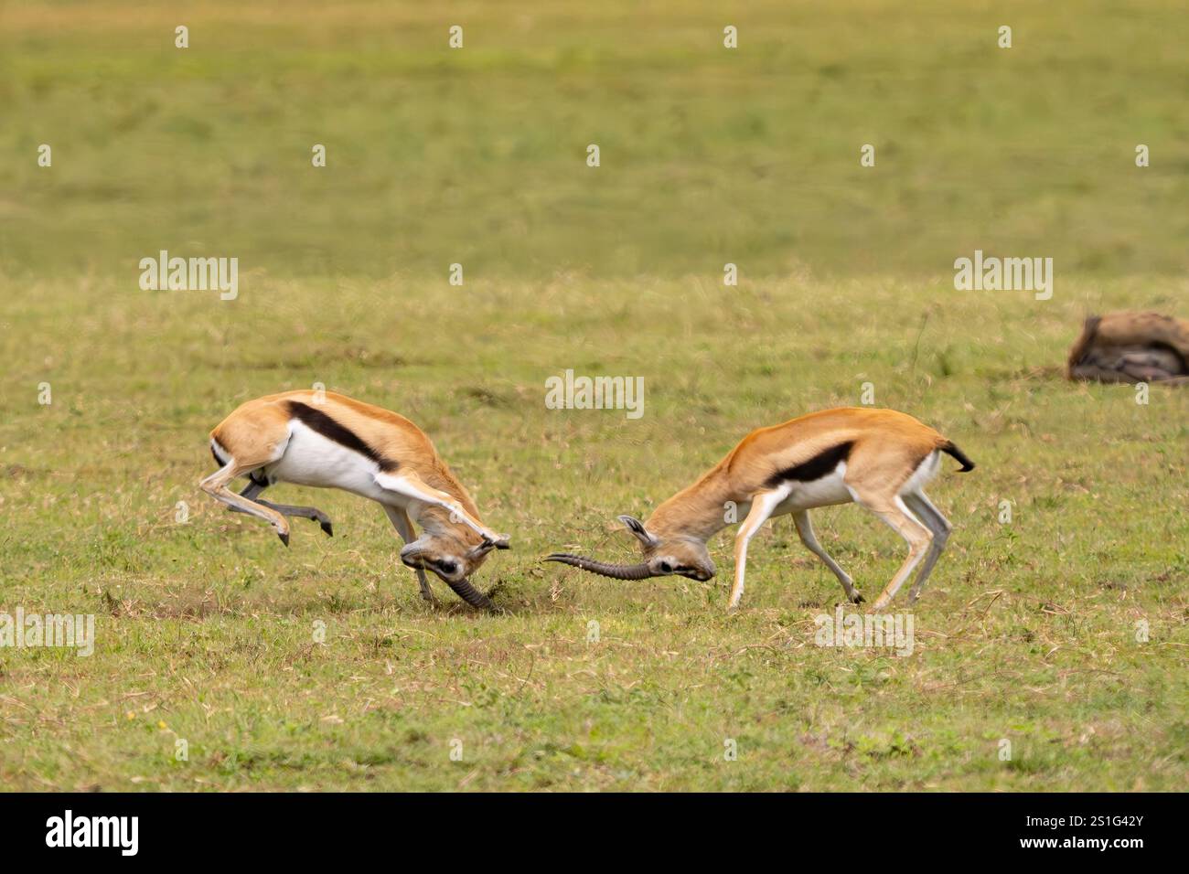 Thomson's Gazelle (Eudorcas thomsonii) males fighting over a female ...