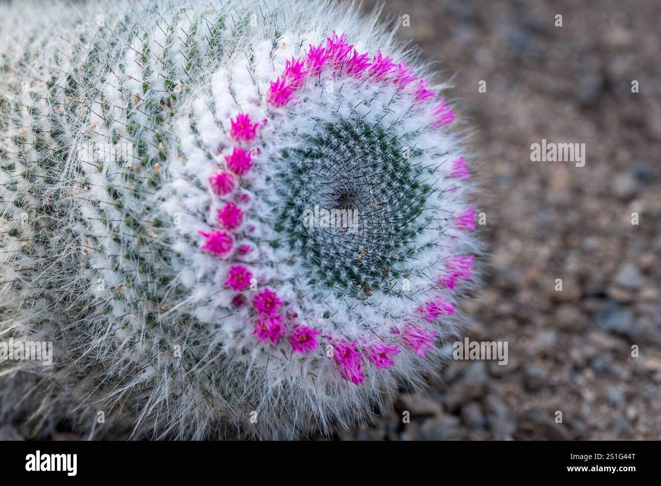 Caati hi-res stock photography and images - Alamy