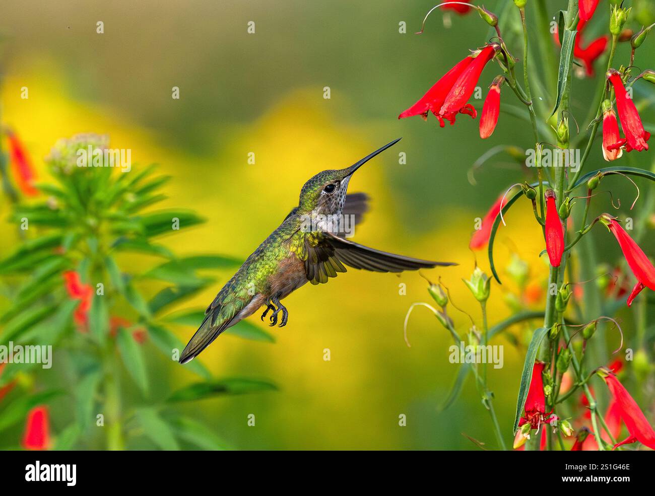 A female Broad-tailed Hummingbird approaching bright orange Penstemon ...
