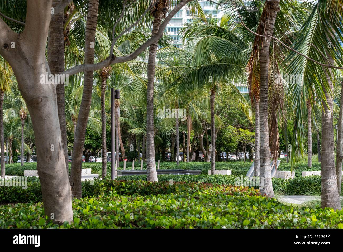 Lush fresh palm trees in Miami Florida Stock Photo - Alamy
