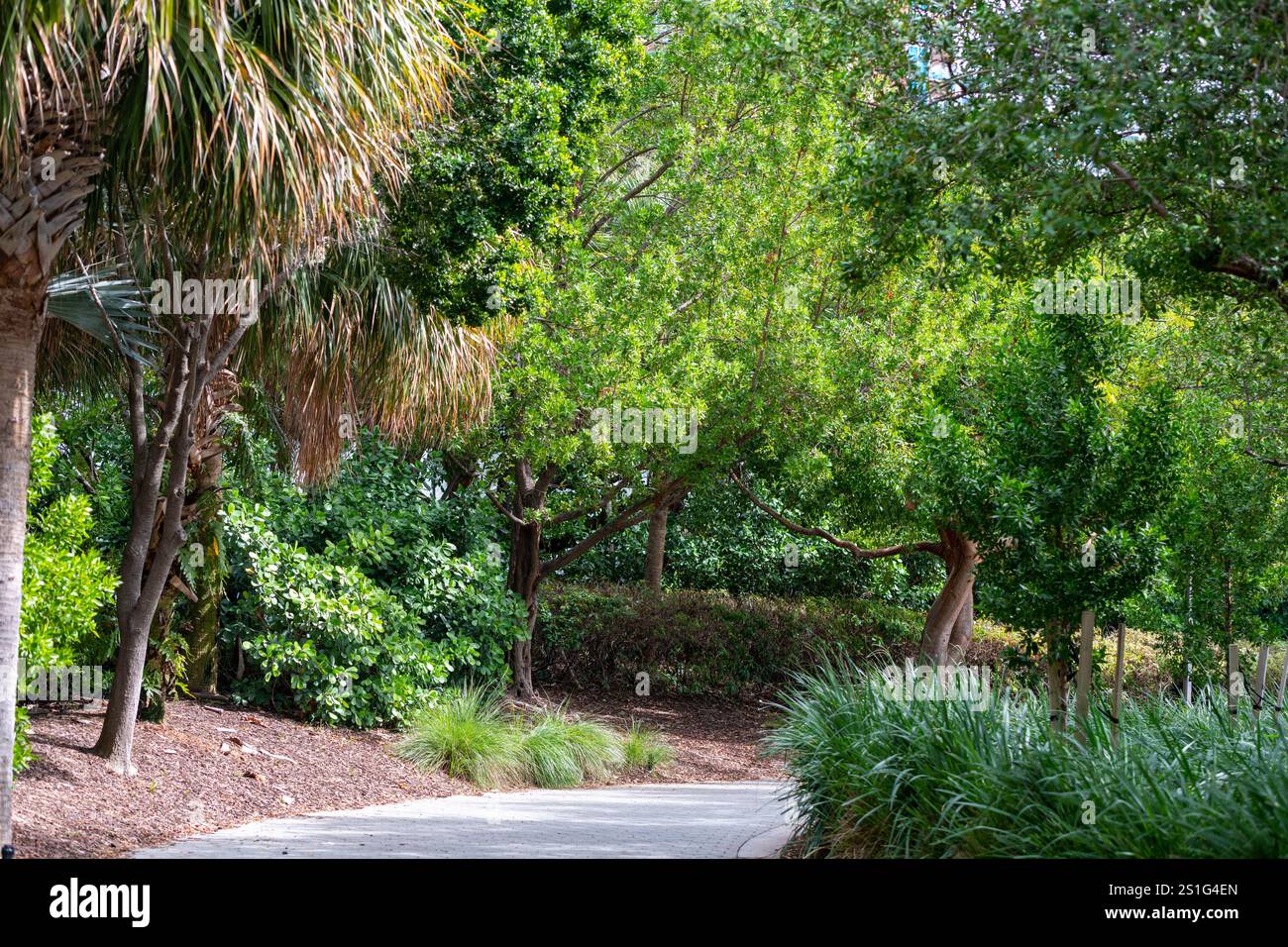 Lush fresh palm trees in Miami Florida Stock Photo - Alamy